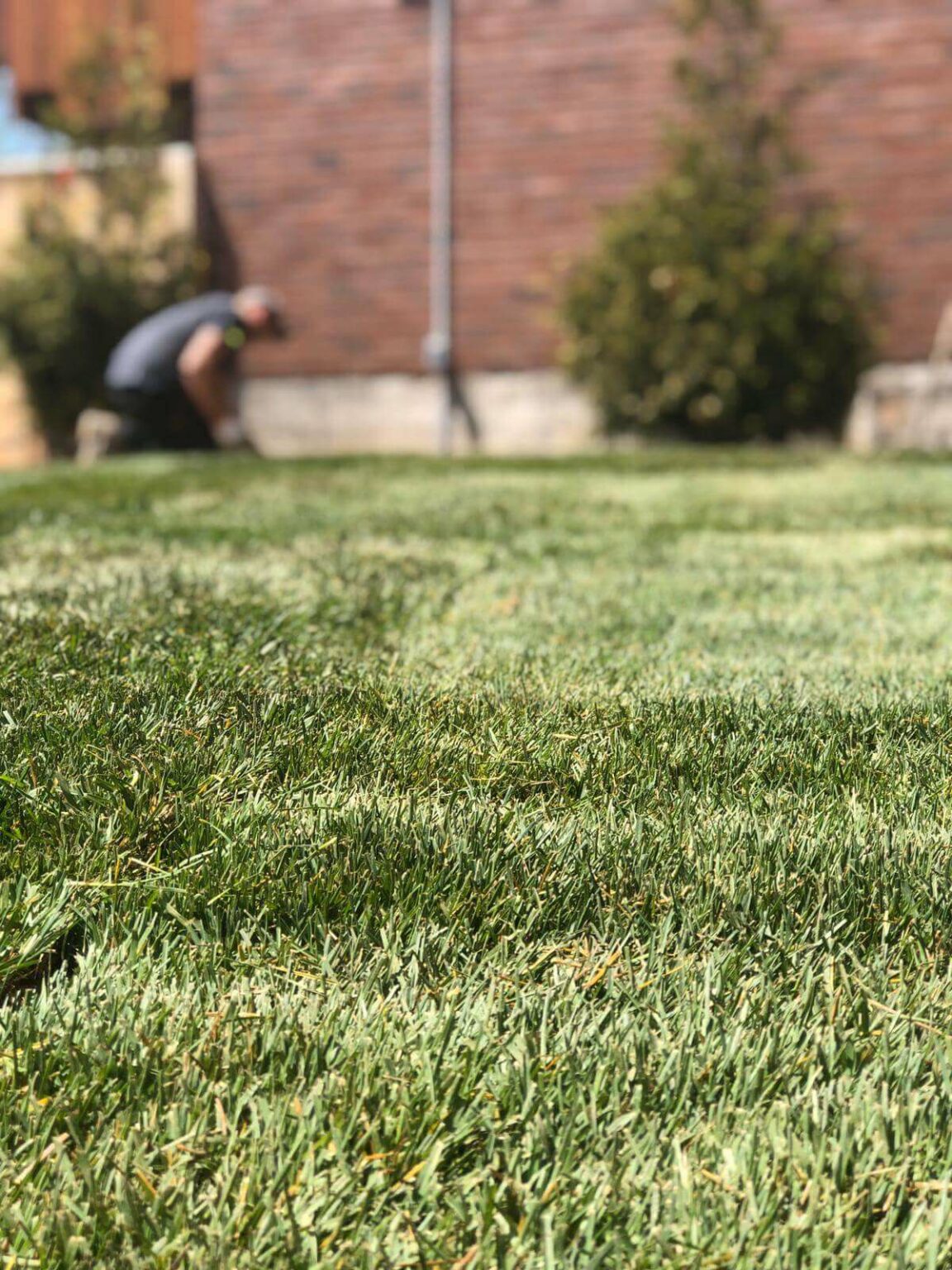 Sod Installation - Outscape Landscape Group