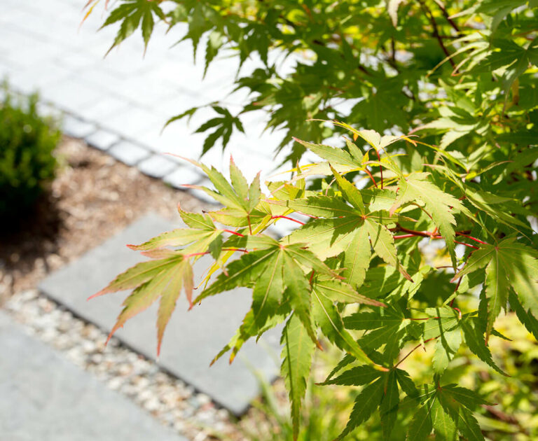 Bush & Tree Care - Outscape Landscape Group